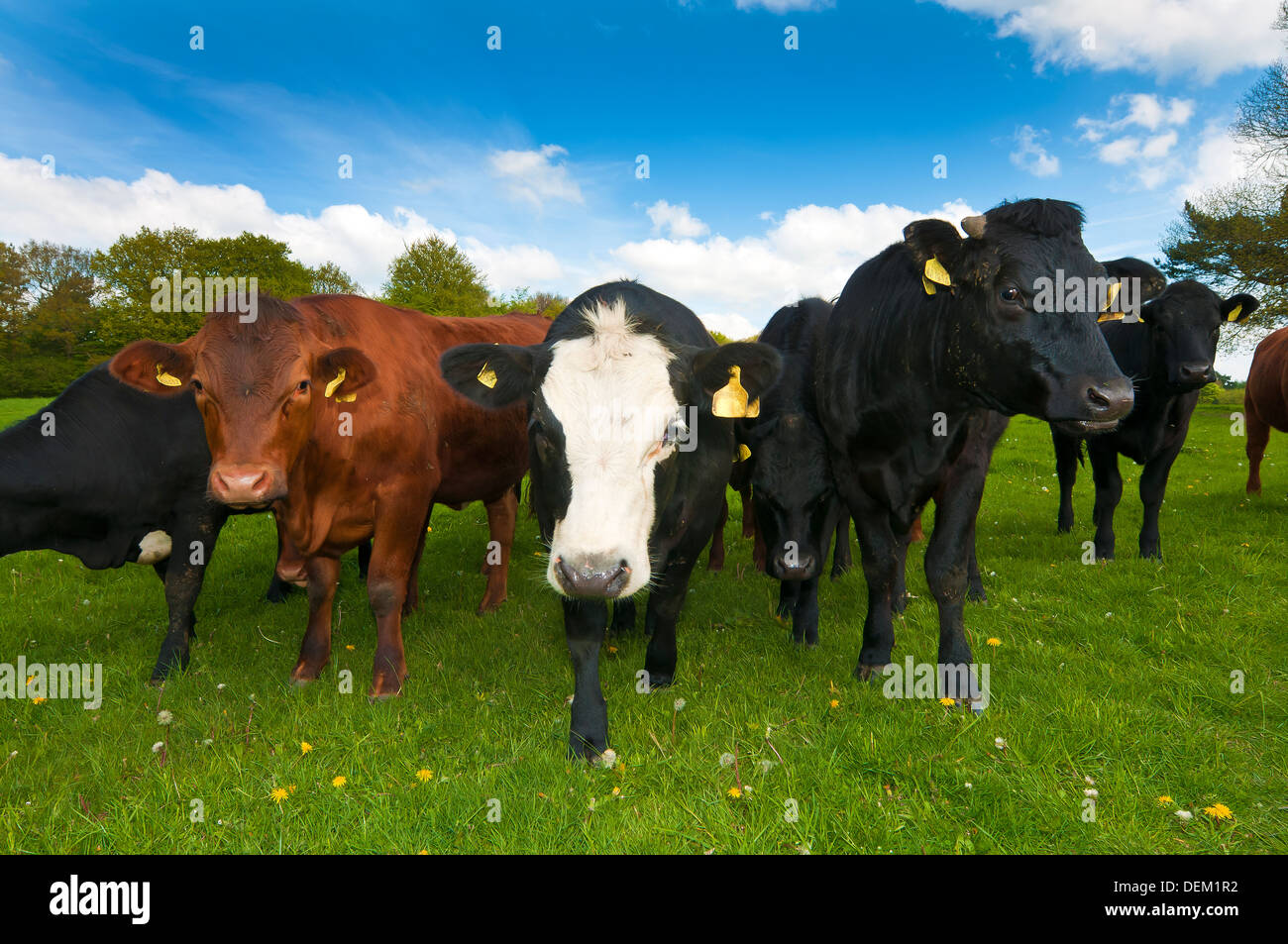 mariners hill, Westerham, Kent, England, UK, Europe Stock Photo - Alamy
