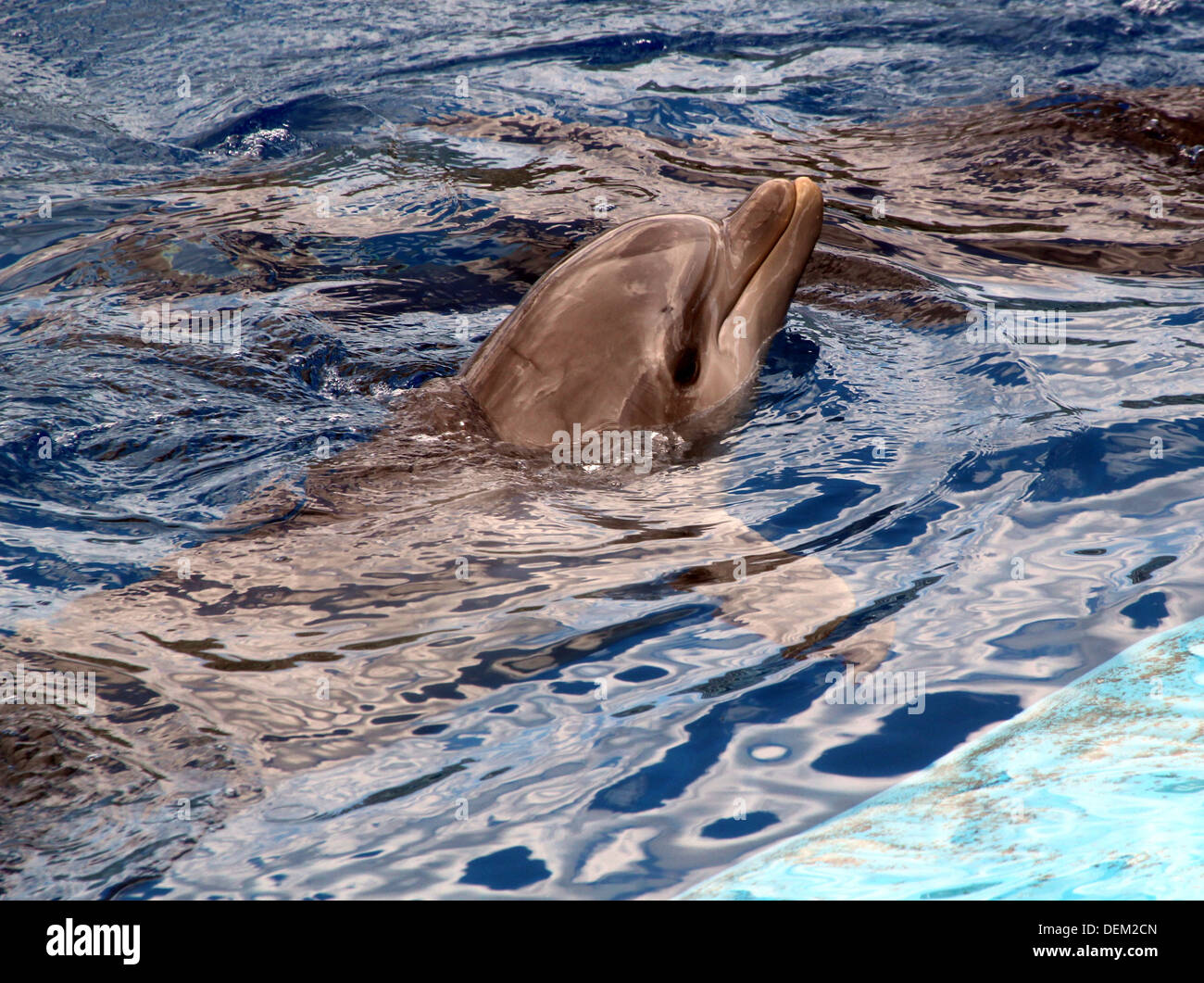 Surfacing bottlenose dolphin, closeup at Oceanografic Aquarium Marine ...