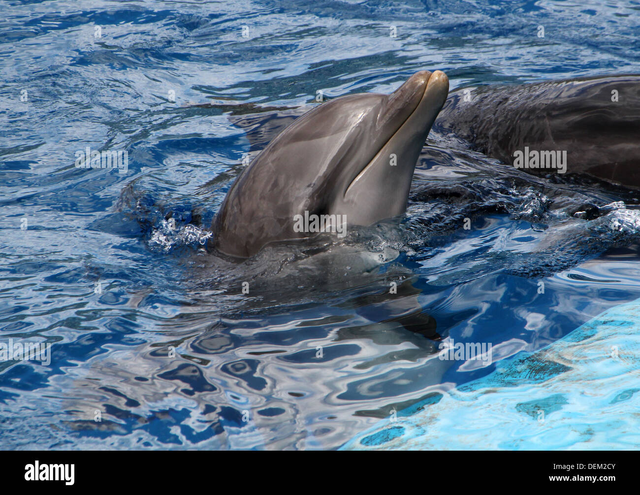 Bottle-nose dolphin surfacing at the Oceanografic Aquarium Marine Park ...