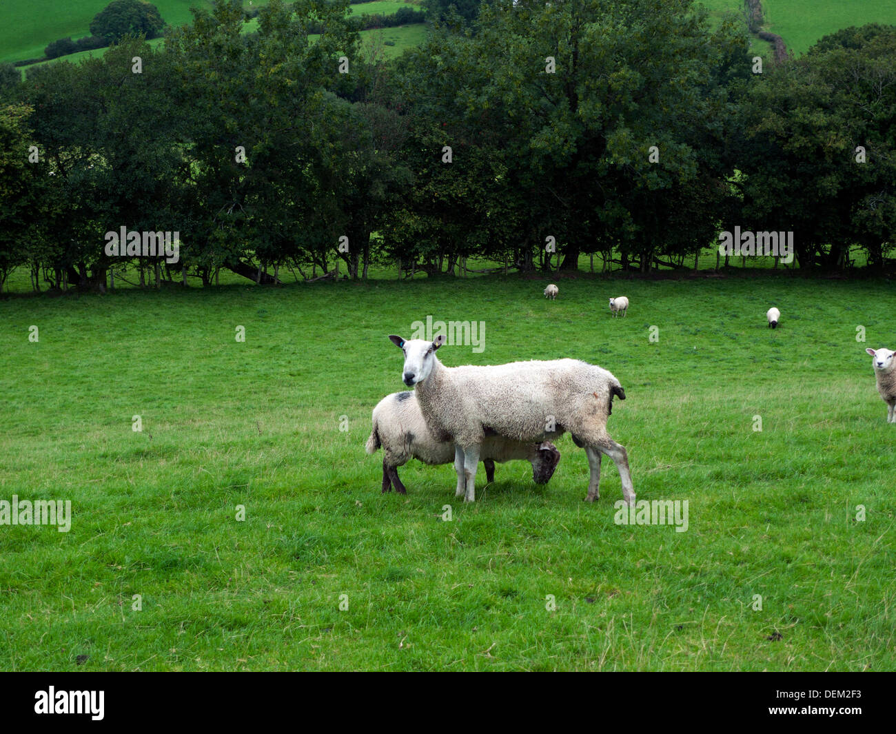 Beulah speckled face rams hi-res stock photography and images - Alamy