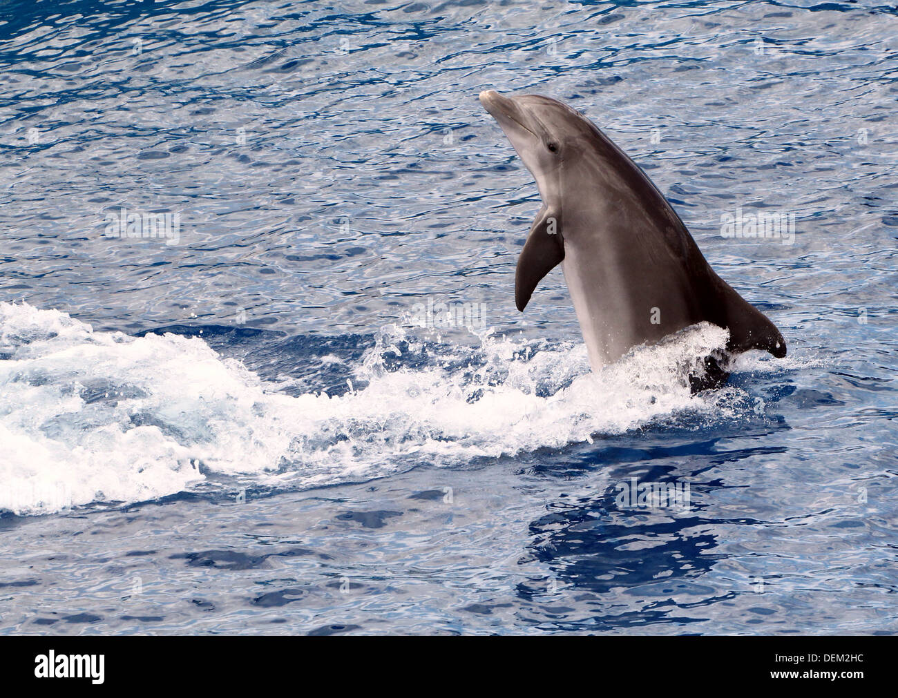 Series of 22 images of bottlenose dolphins performing at the ...