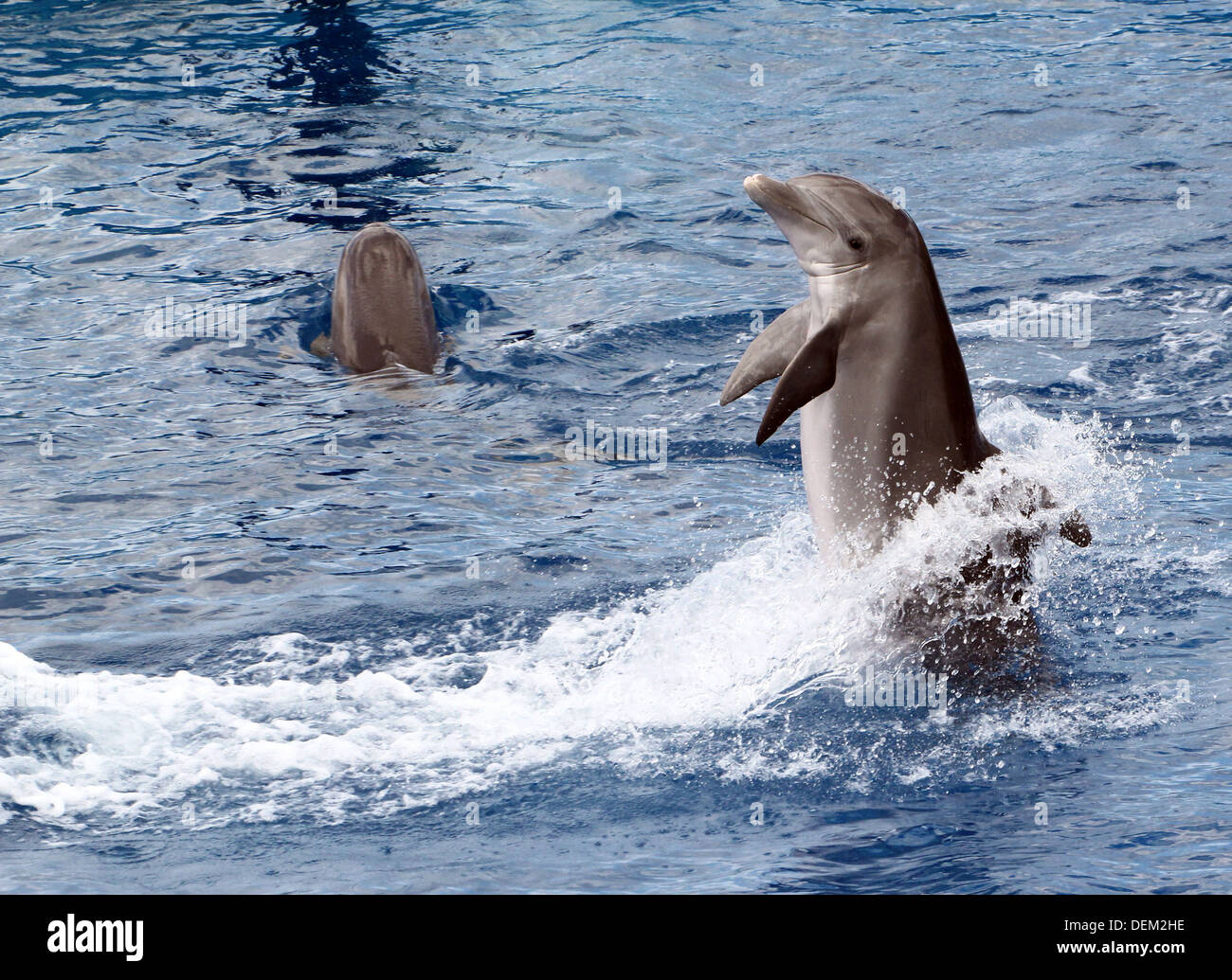 Bottle-nose dolphin at Oceanografic Aquarium Marine Park in Valencia ...