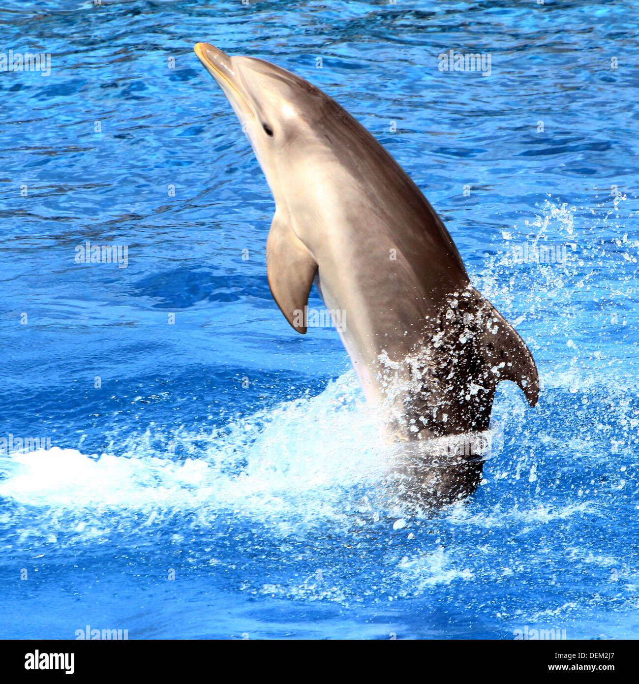 Bottle-nose dolphin out of the water, performing at the Oceanografic ...