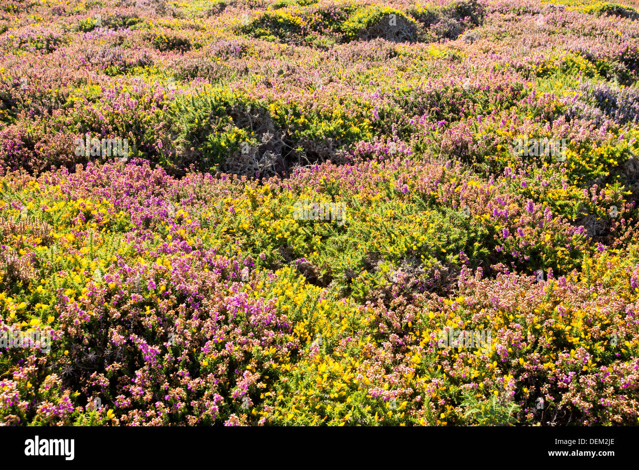 Cornwall Coast Gorse Heather Stock Photos & Cornwall Coast Gorse ...