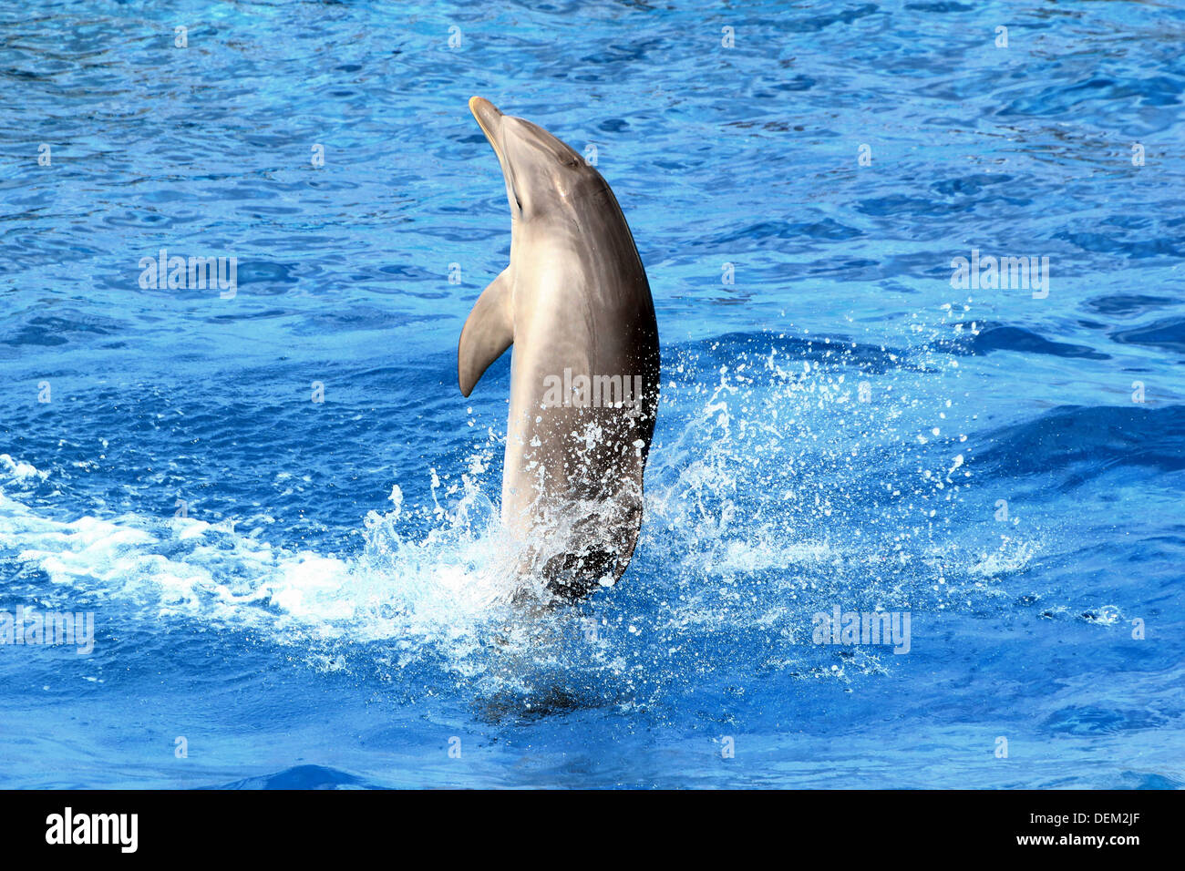 Dolphins tail walking hi-res stock photography and images - Alamy