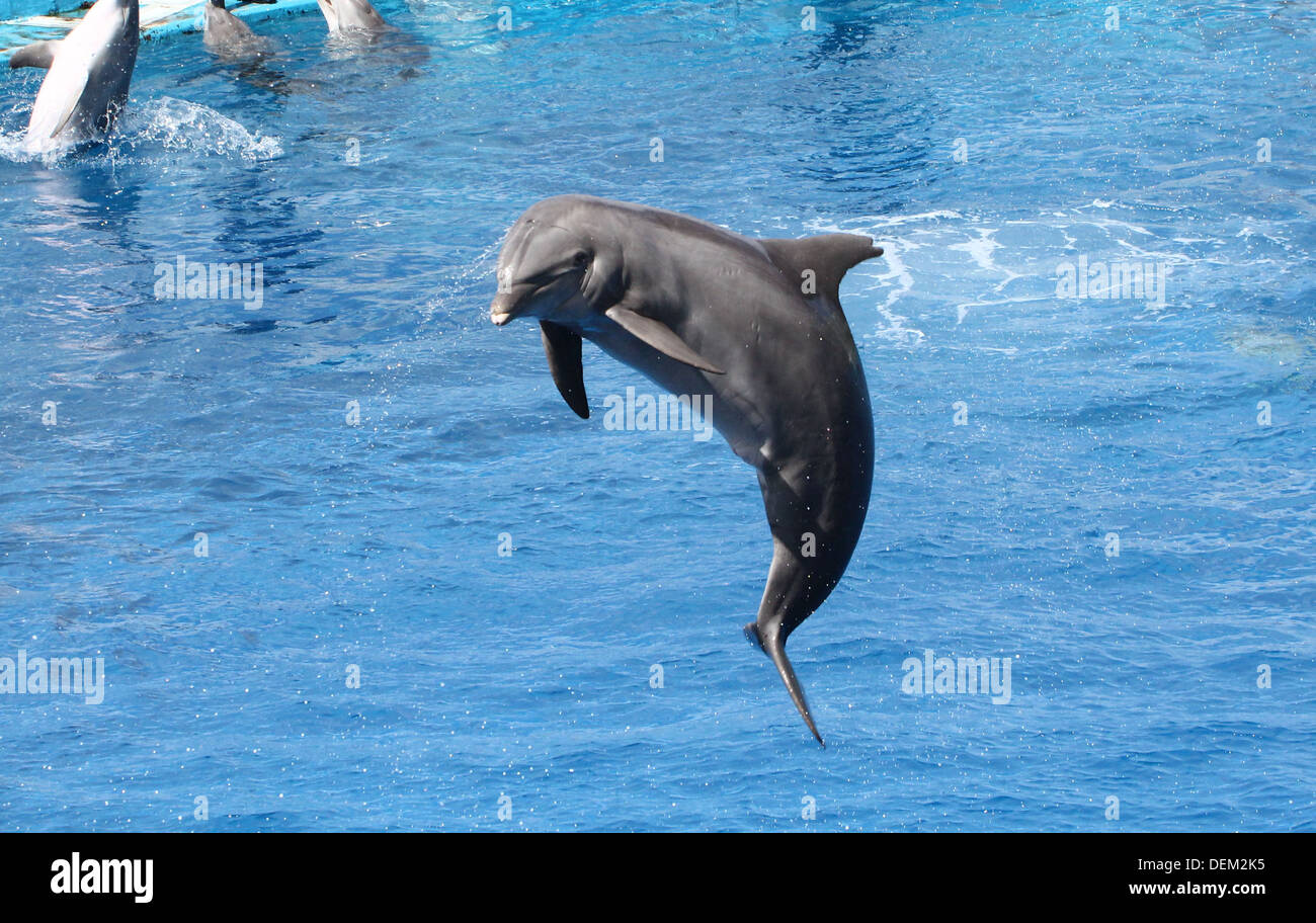 Bottle-nose dolphin doing somersaults at the Oceanografic Aquarium ...
