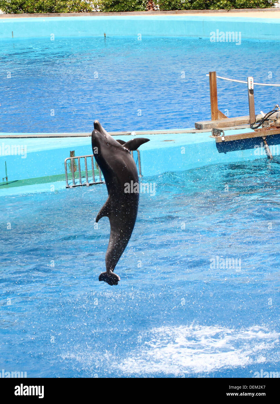 Series of 22 images of bottlenose dolphins performing at the ...