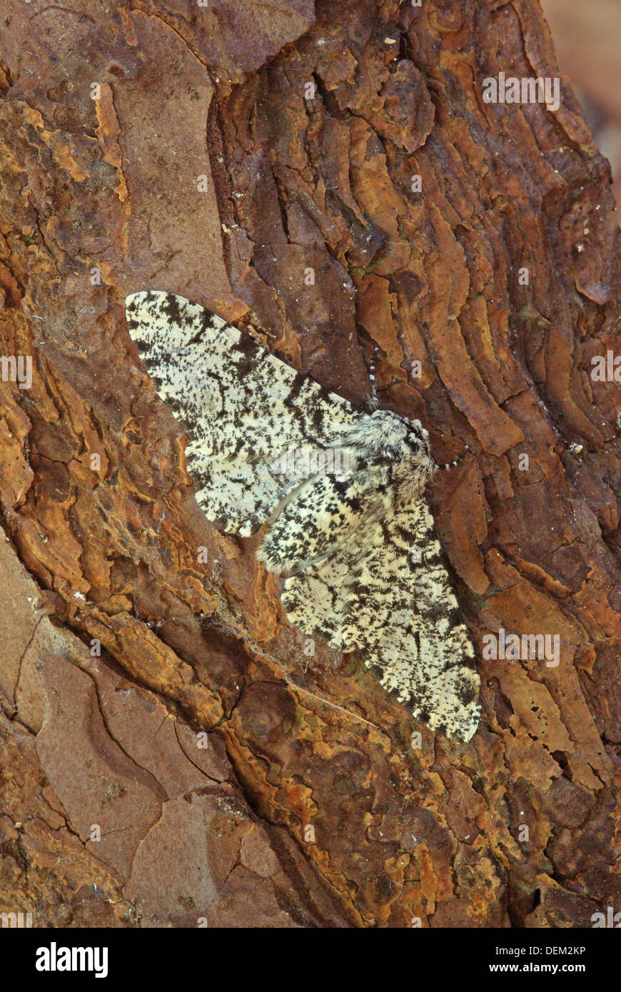 Biston moth hi-res stock photography and images - Alamy