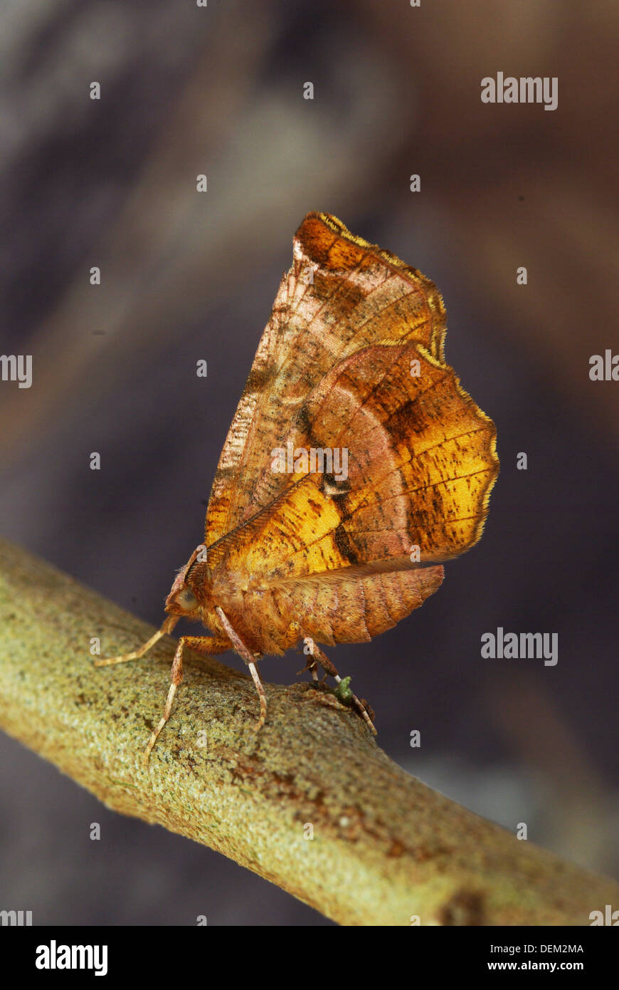 Early Thorn - Selenia dentaria Stock Photo - Alamy