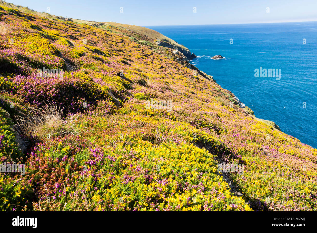Heather and Gorse flowering above the sea cliffs near St Agnes ...