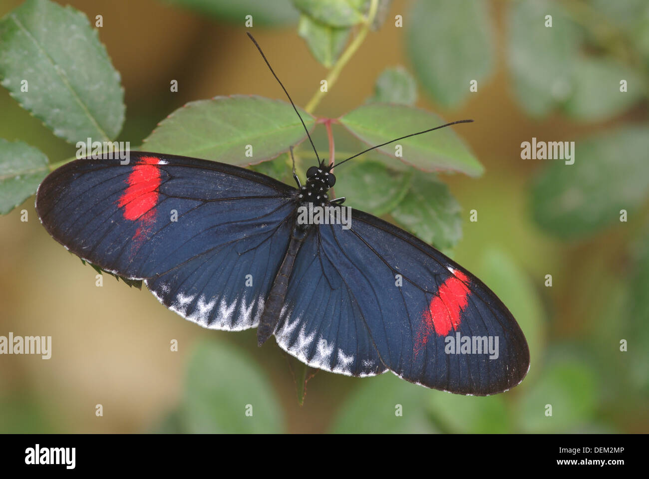 Heliconius sp Stock Photo - Alamy
