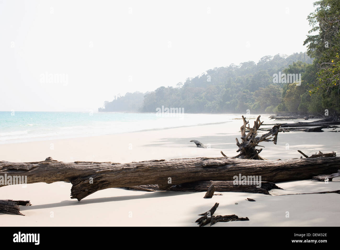 Large Driftwood on Beach Stock Photo - Alamy
