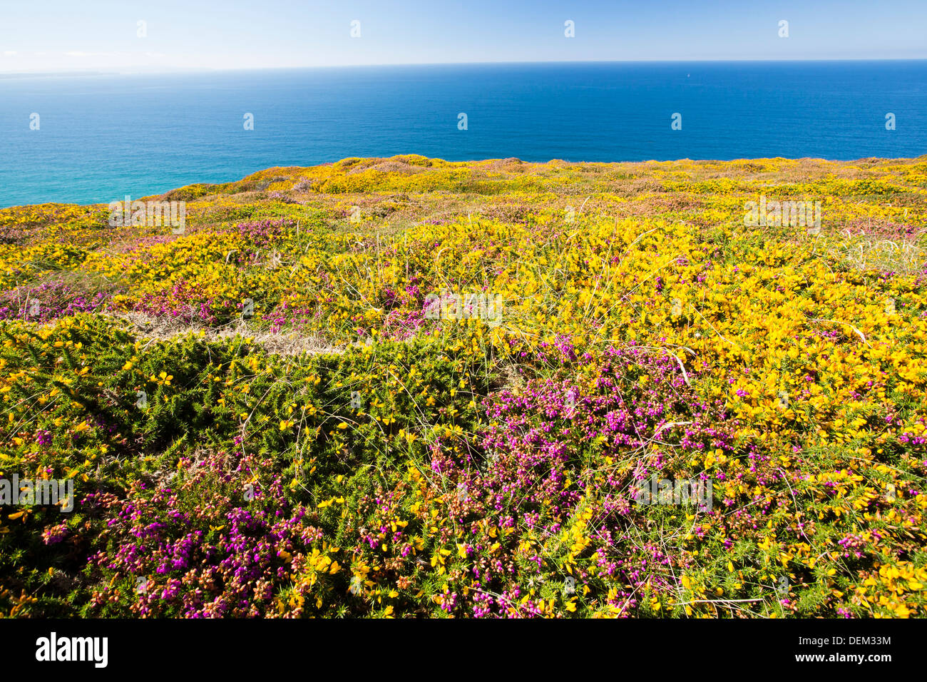 Cornwall Coast Gorse Heather Stock Photos & Cornwall Coast Gorse ...