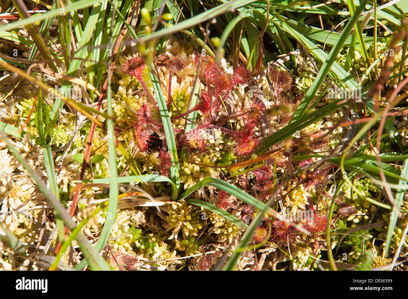 Insectivorous plant Round-leaved Sundew plant (Drosera rotundifolia) in ...