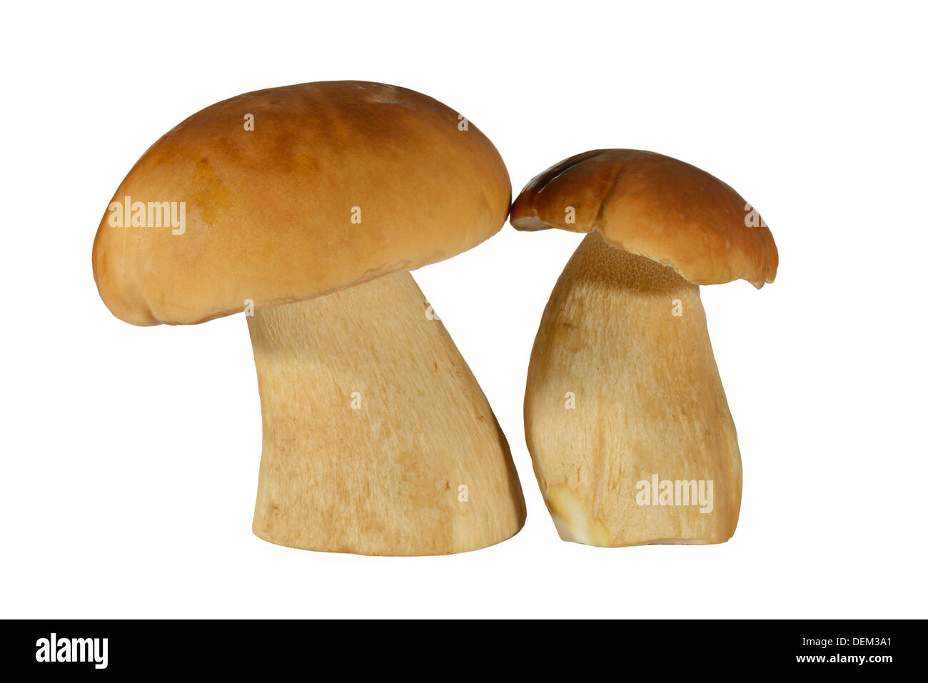 Orange brown mushroom on Cut Out Stock Images & Pictures - Alamy