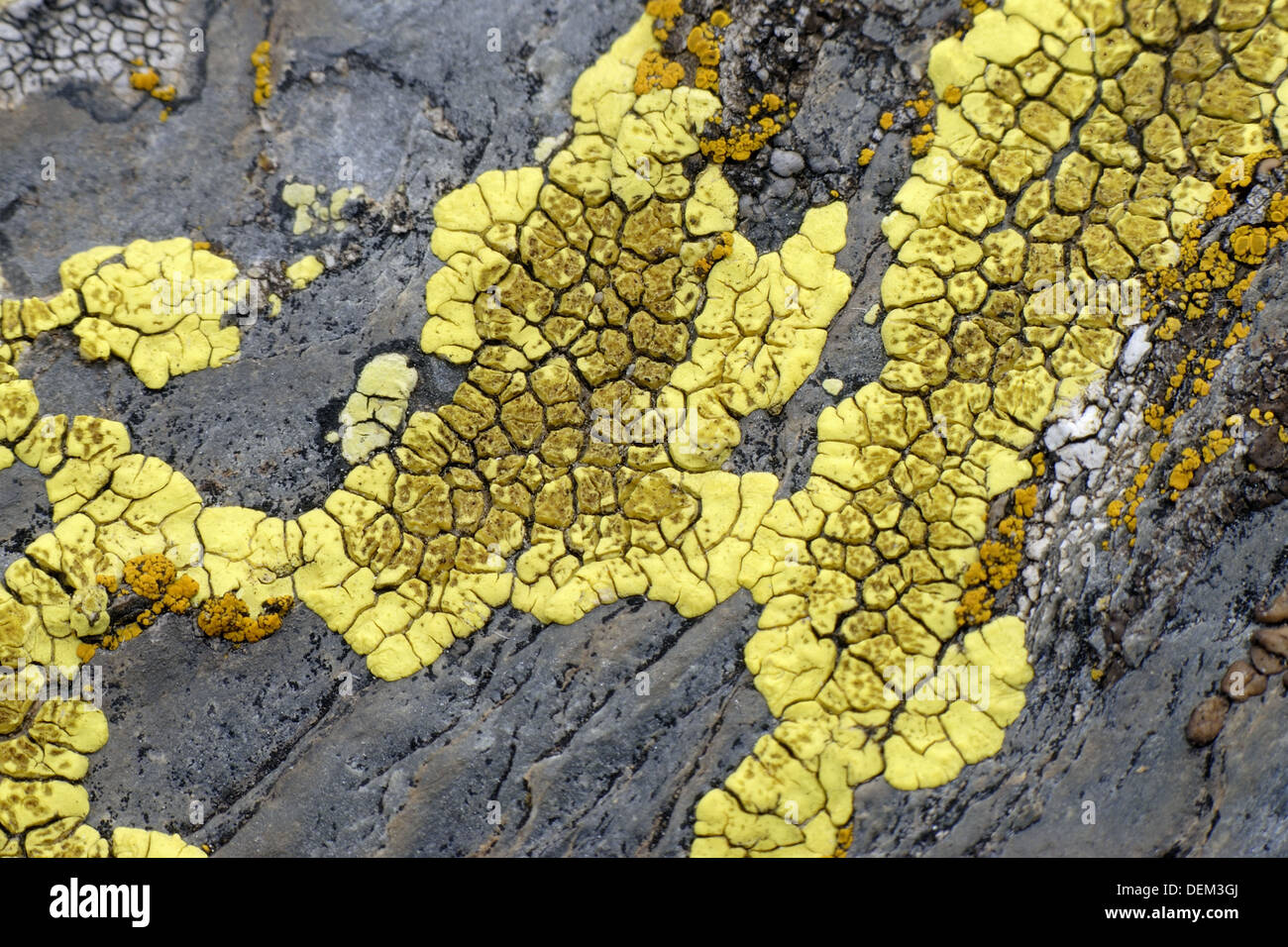 Lichen (Caloplaca sp Stock Photo - Alamy