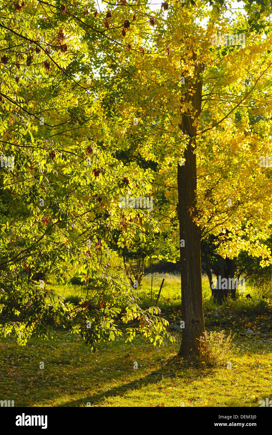 Weeping ash tree fraxinus excelsior hi-res stock photography and images ...