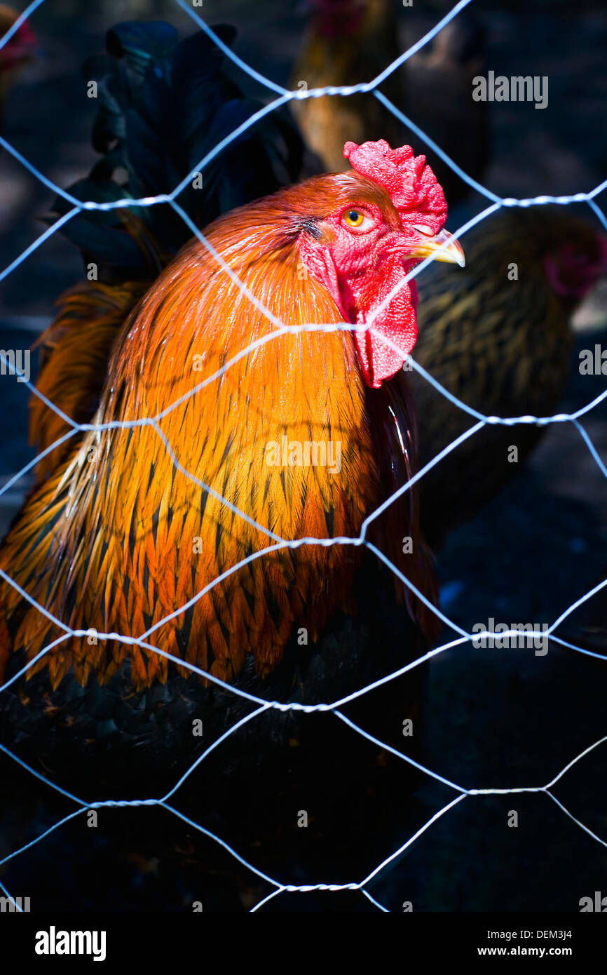 Chicken in Cage Stock Photo - Alamy