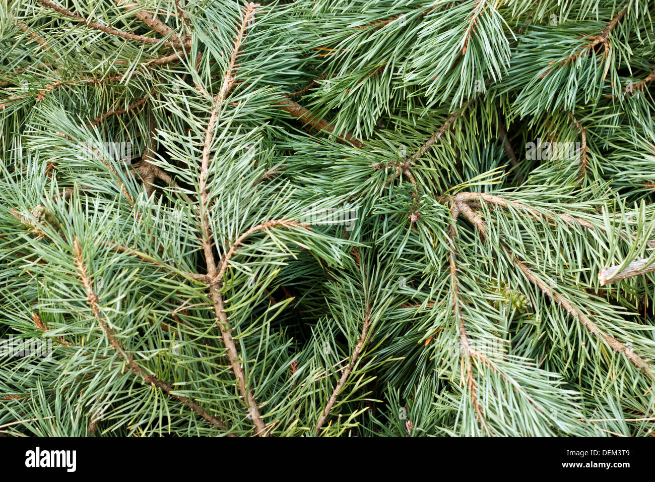 Balsam fir abies balsamea hi-res stock photography and images - Alamy