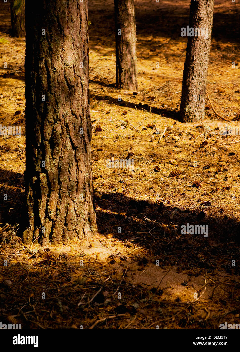 Pine Tree Trunks and Shadows Stock Photo - Alamy
