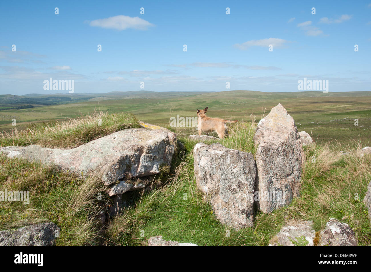 Dartmoor national park terrier dog hi-res stock photography and images ...