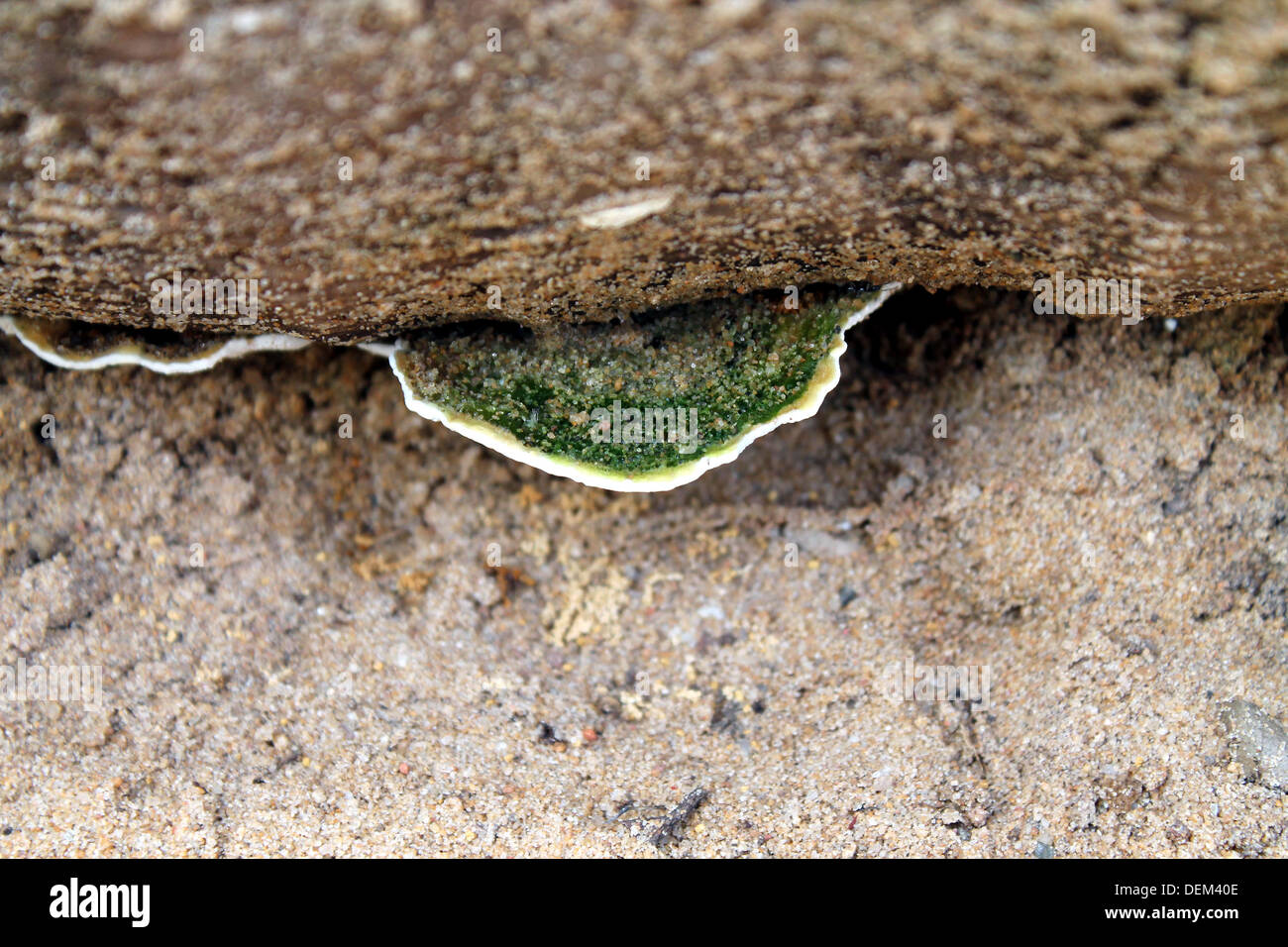 Mushroom Growing on a tree trunk Stock Photo - Alamy