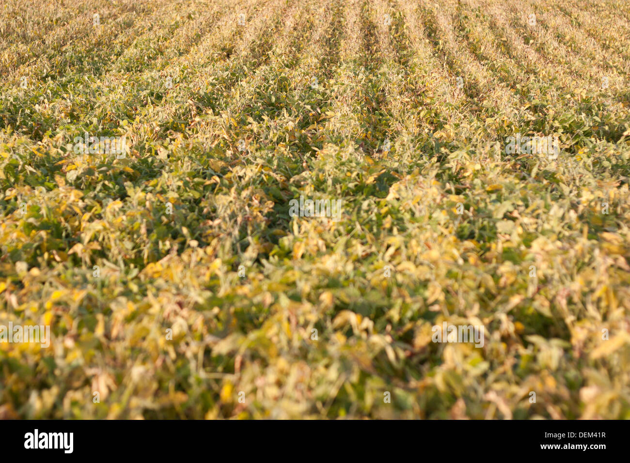 Soybean rows hi-res stock photography and images - Alamy