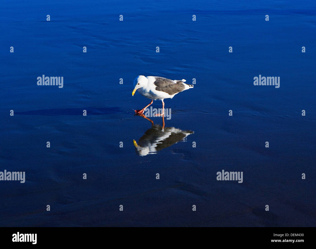 Seagull and Reflection on Beach Stock Photo - Alamy