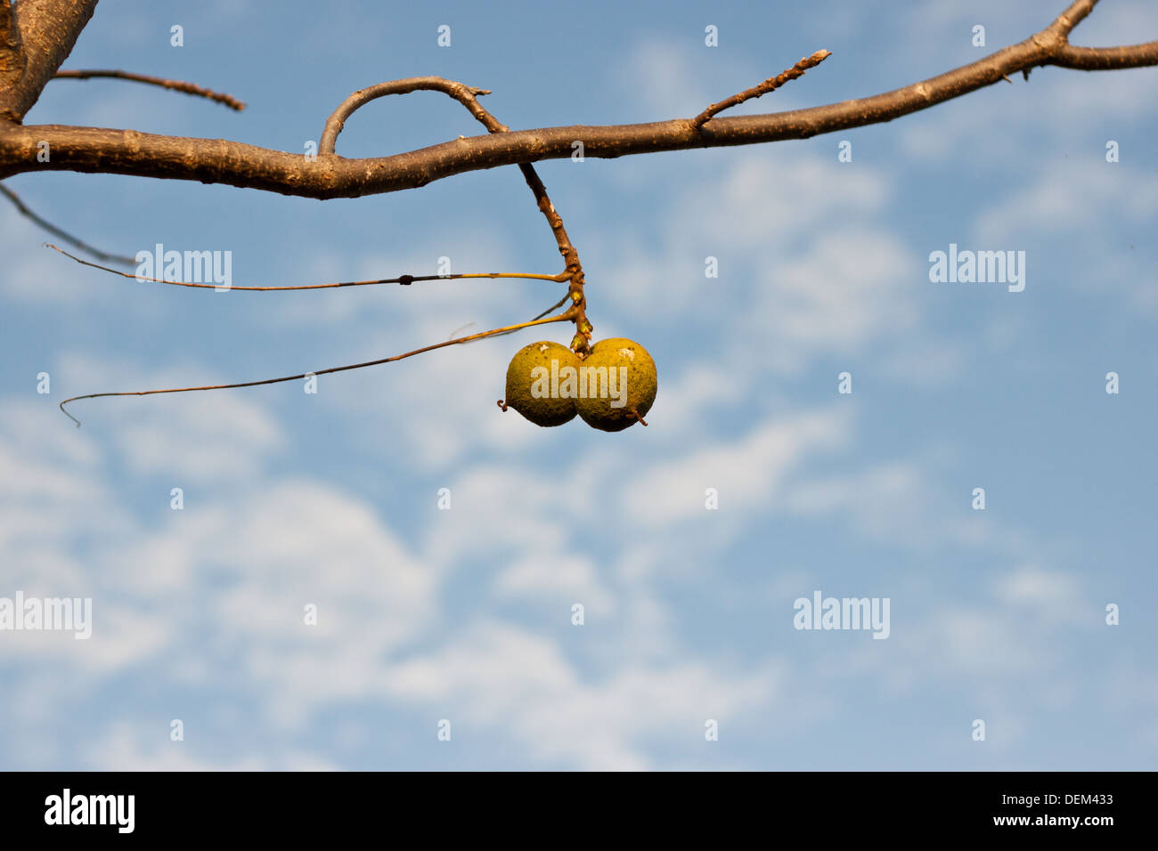 Hanging cluster hi-res stock photography and images - Alamy
