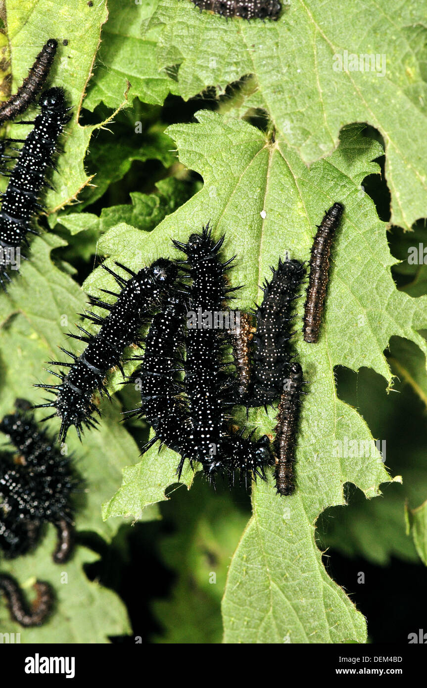 Peacock butterfly larvae inachis io hi-res stock photography and images ...