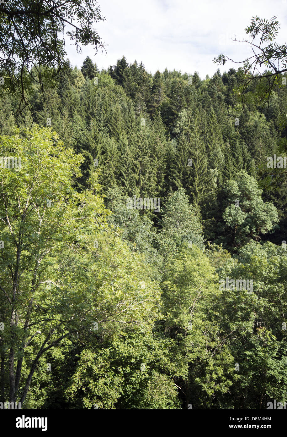One of the tree covered hills you have to climb down on the GR65 ...