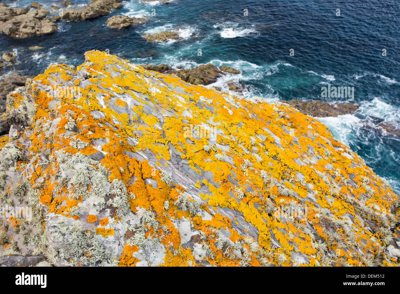 Lichen on rock above the sea cliffs at Bosigran, Cornwall, UK Stock ...