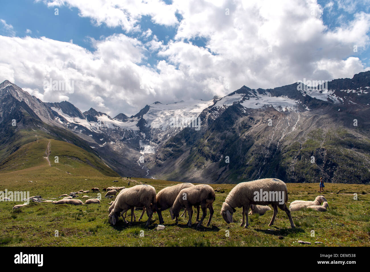 Alpine sheep hi-res stock photography and images - Alamy