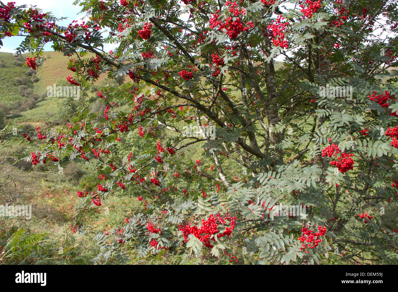 Rowan tree (Sorbus aucuparia Stock Photo - Alamy