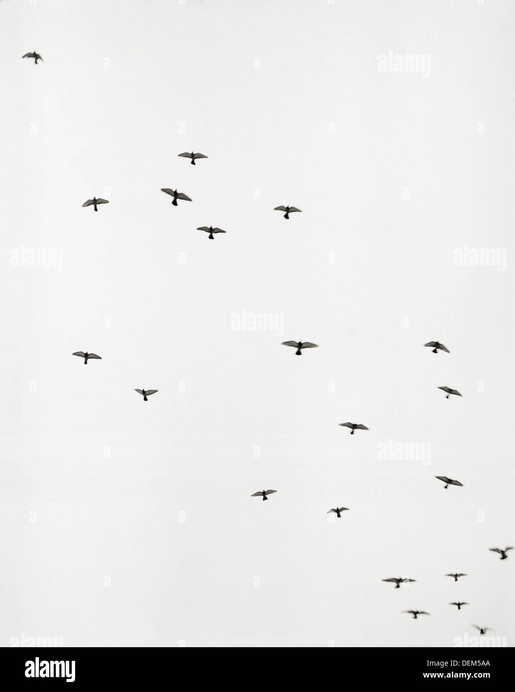 Flock of Migrating Birds Stock Photo - Alamy