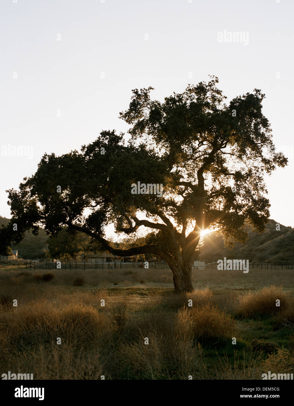 Large Tree on Ranch at Sunrise Stock Photo - Alamy