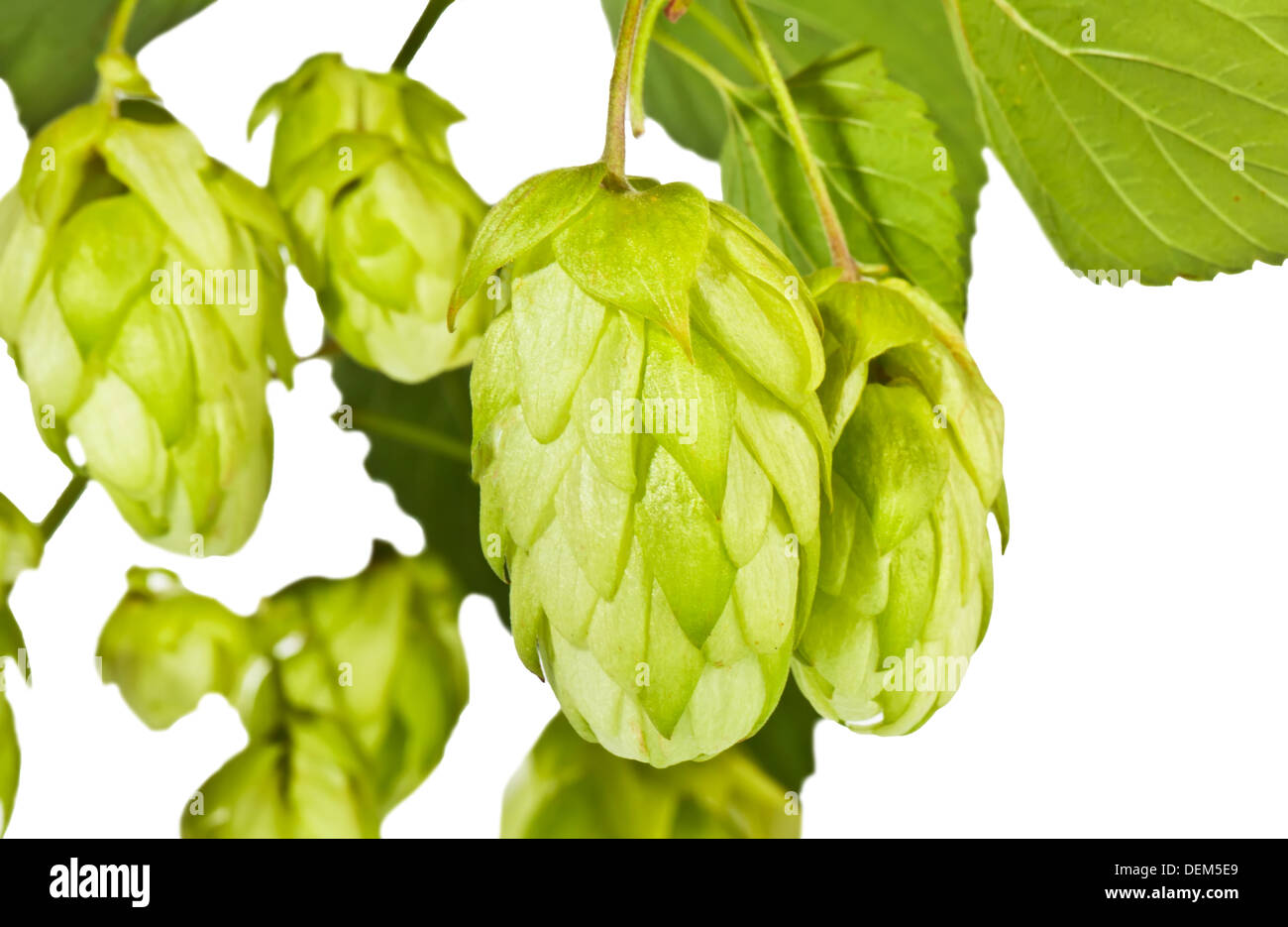 Hop stem hi-res stock photography and images - Alamy
