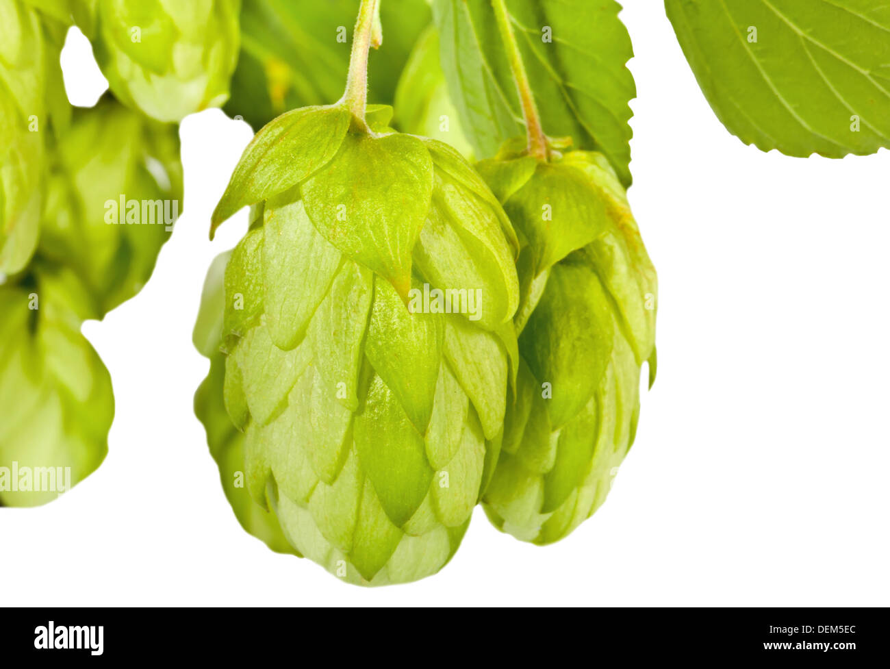 Hop bitterness hi-res stock photography and images - Alamy
