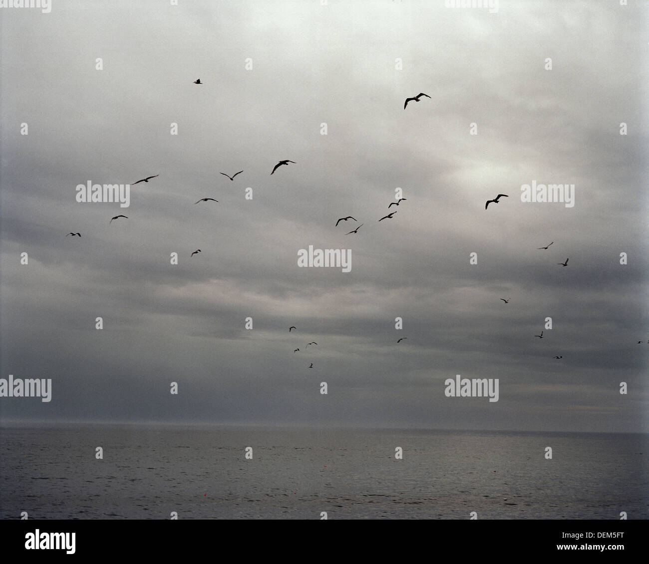 Birds flying low over water hi-res stock photography and images - Alamy
