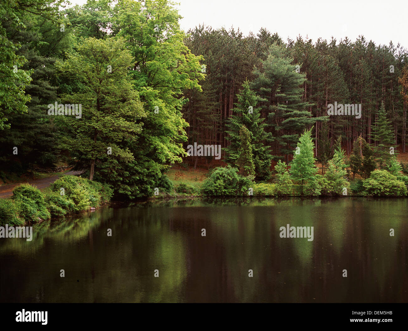 Wooded Lake with Trees Reflected in Water Stock Photo - Alamy