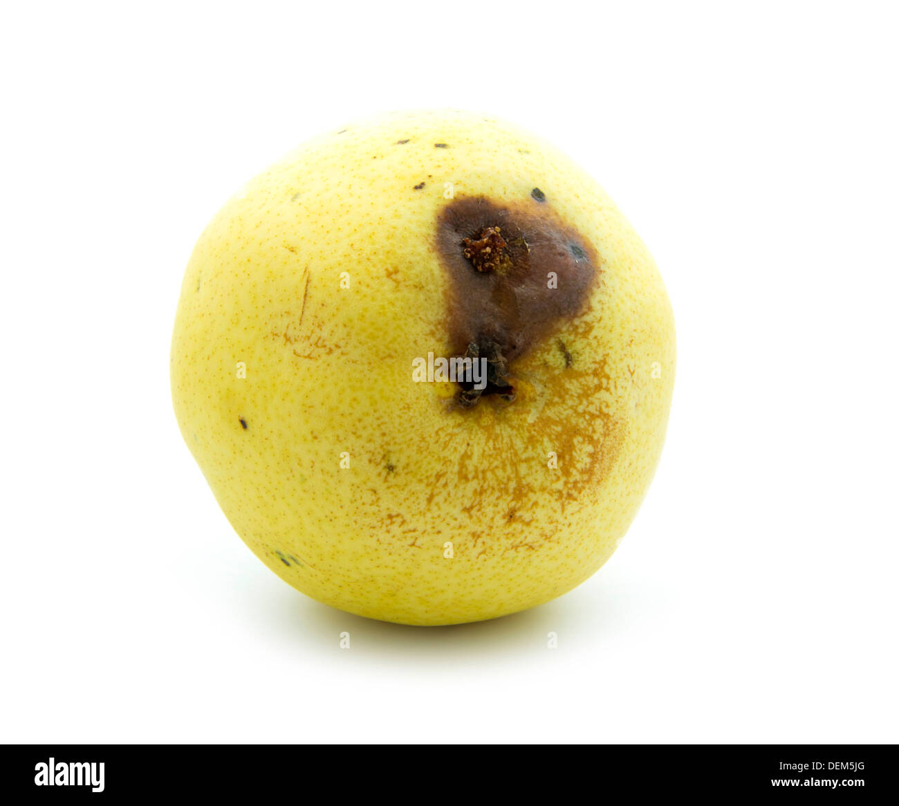 rotten old pear isolated on white background Stock Photo - Alamy