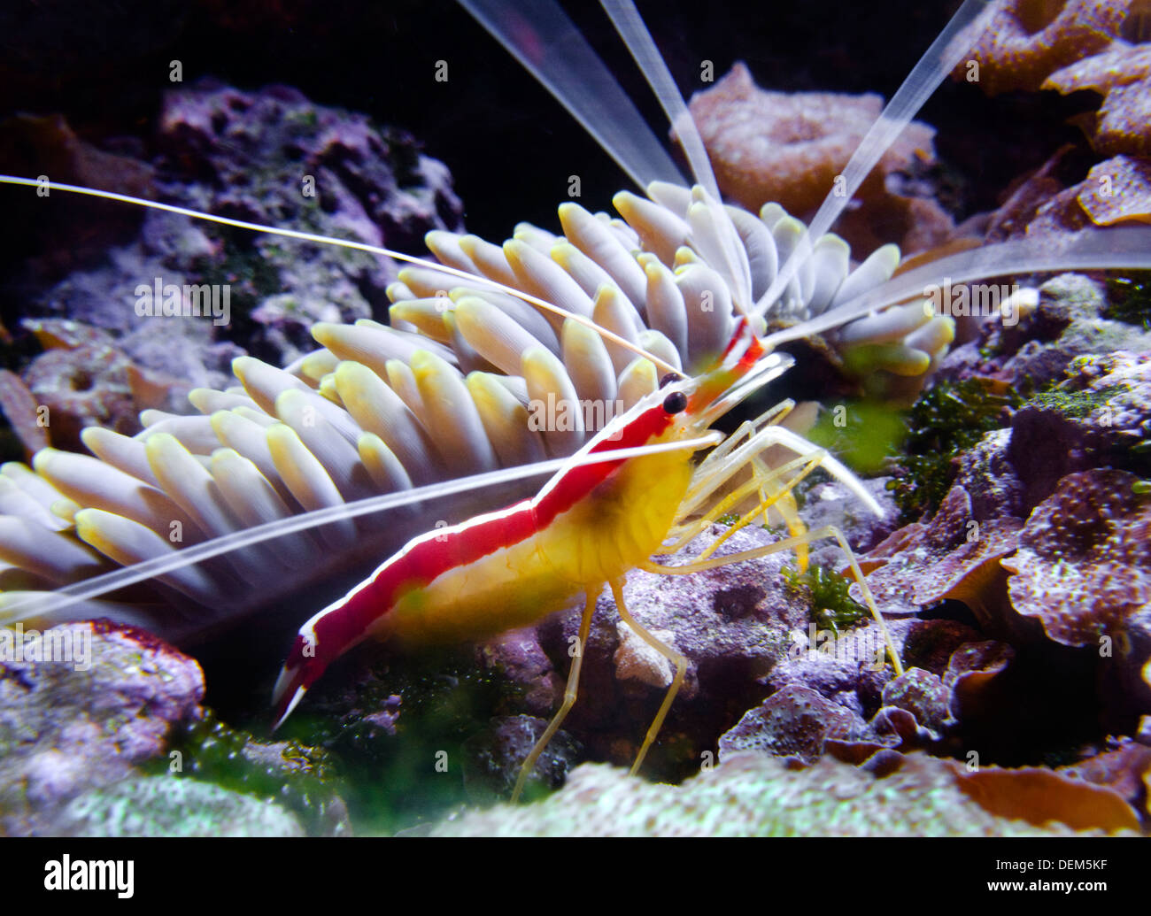 Shrimp Underwater High Resolution Stock Photography and Images - Alamy