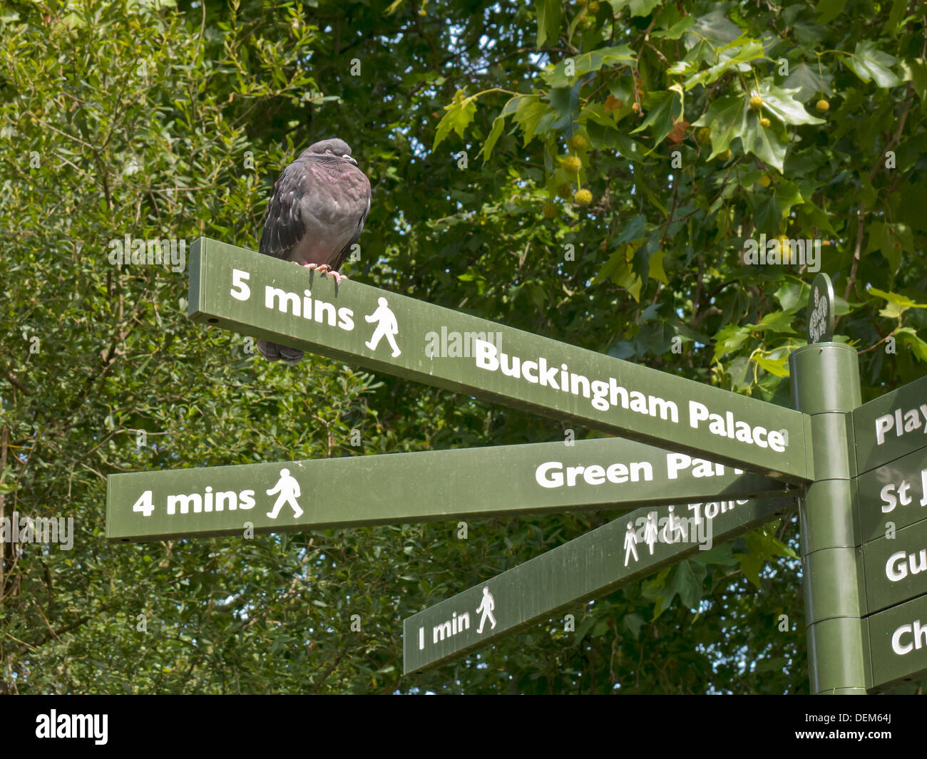 Pigeon perched on London park sign pointing to buckingham palace Stock ...