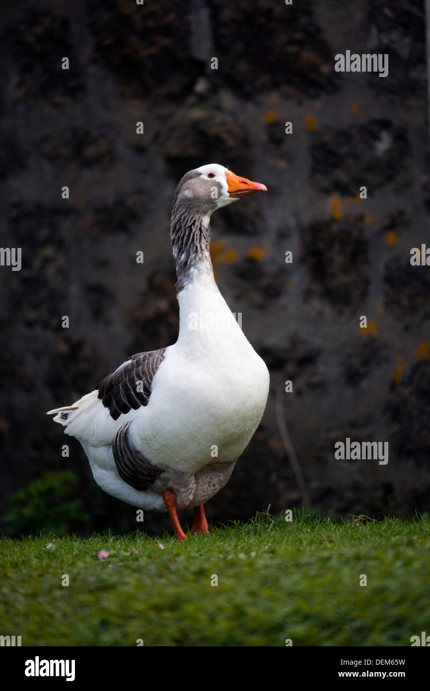Farmyard goose hi-res stock photography and images - Alamy