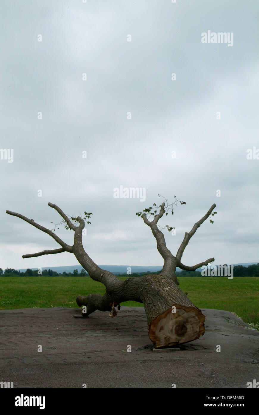 Fallen cut tree hi-res stock photography and images - Alamy