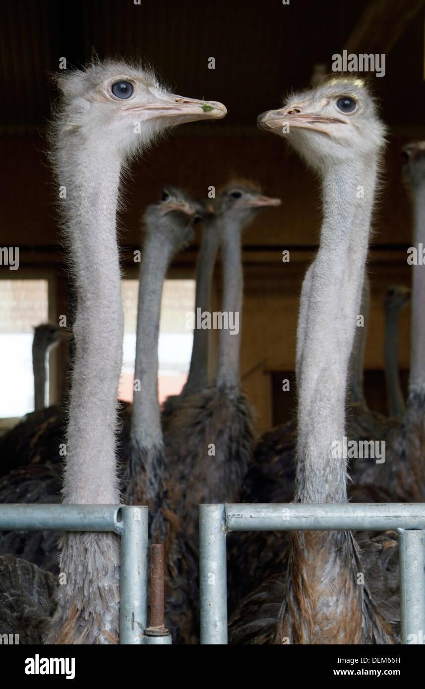 Ostrich birds hi-res stock photography and images - Alamy