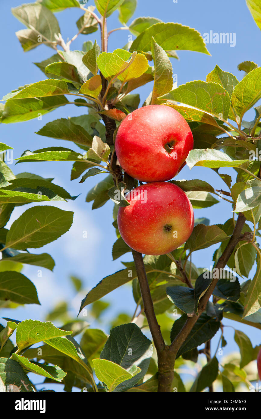 Food tree hi-res stock photography and images - Alamy