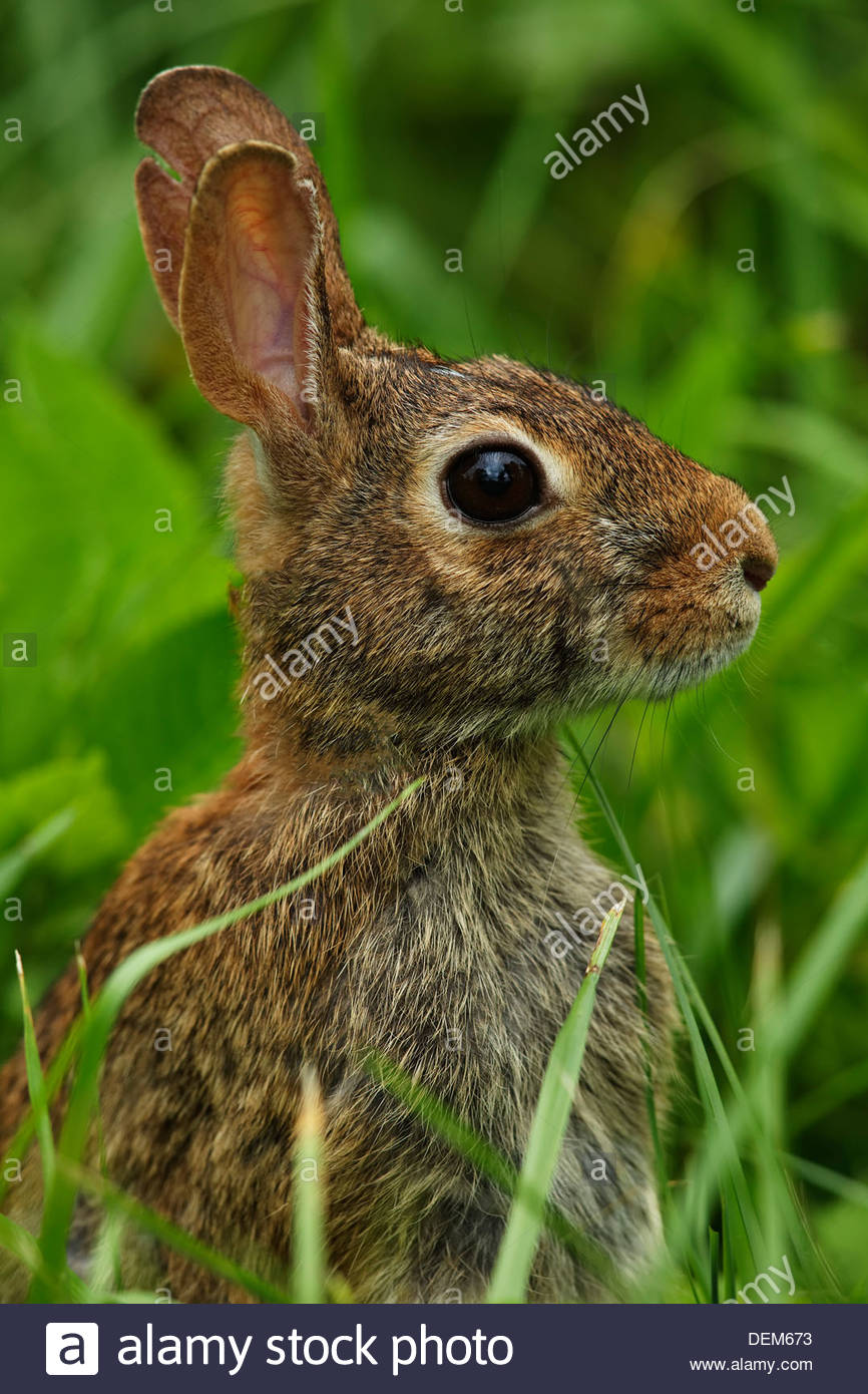 Rabbit Tail Stock Photos & Rabbit Tail Stock Images - Alamy