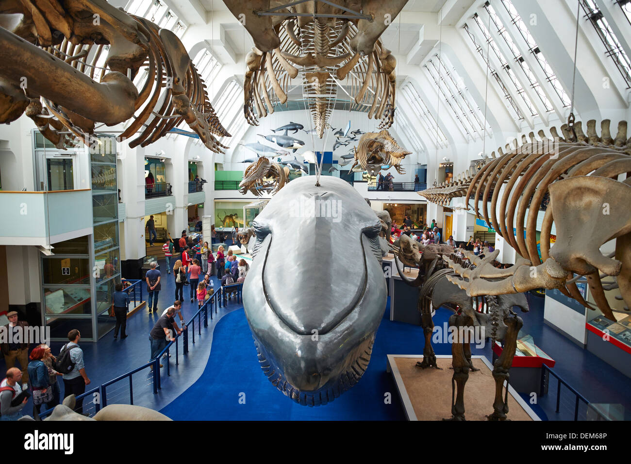 Mammals (Blue Whale) Exhibits Natural History Museum London UK Stock ...