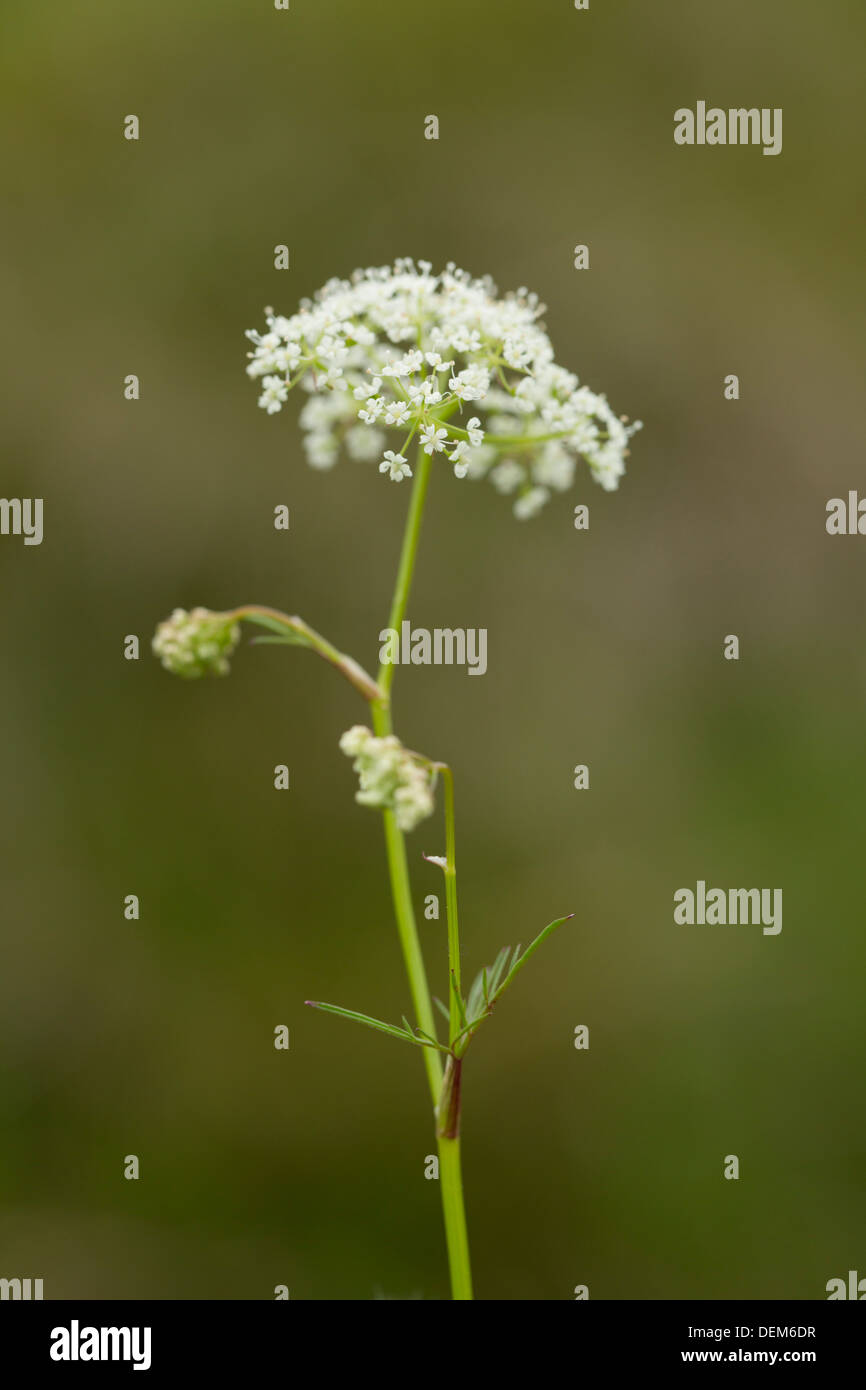Pignut flower (conopodium majus) hi-res stock photography and images ...